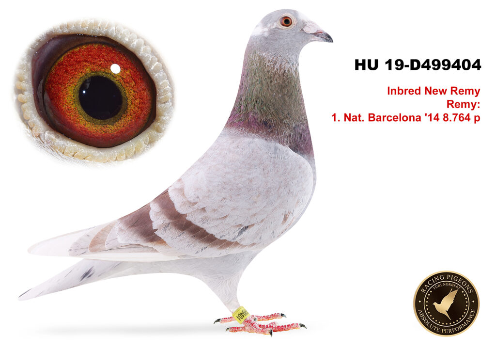 Pigeons for sale - Pigeon Performance